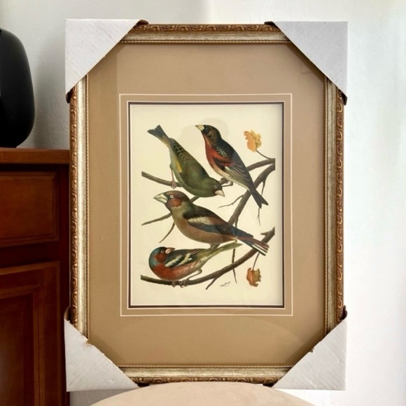 Vintage | Art | Vintage William Rutledge Finch Songbird Bird Family ...